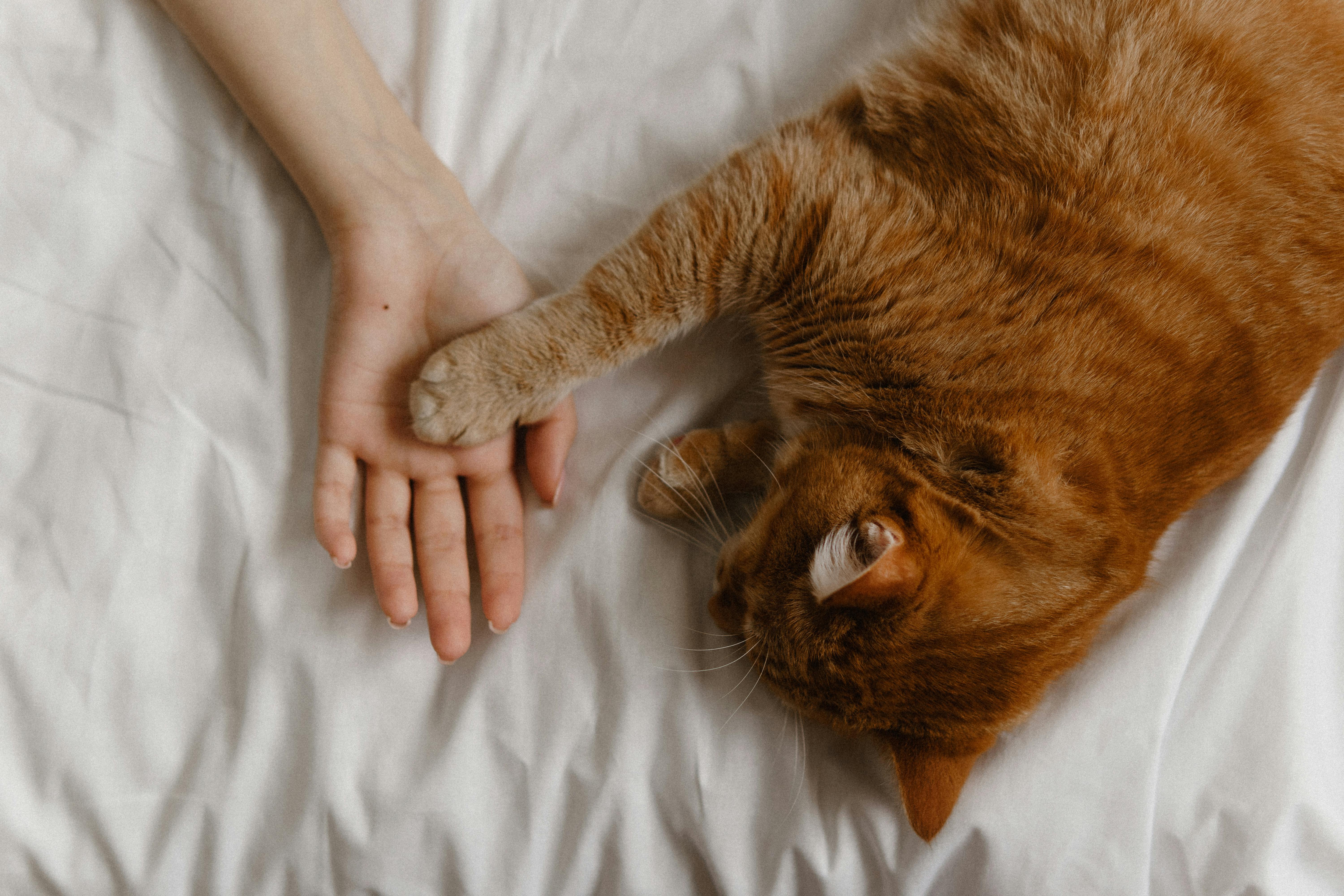 Building a Daily Routine for Your Pet – Why Consistency Wins – BURAQ PETS
